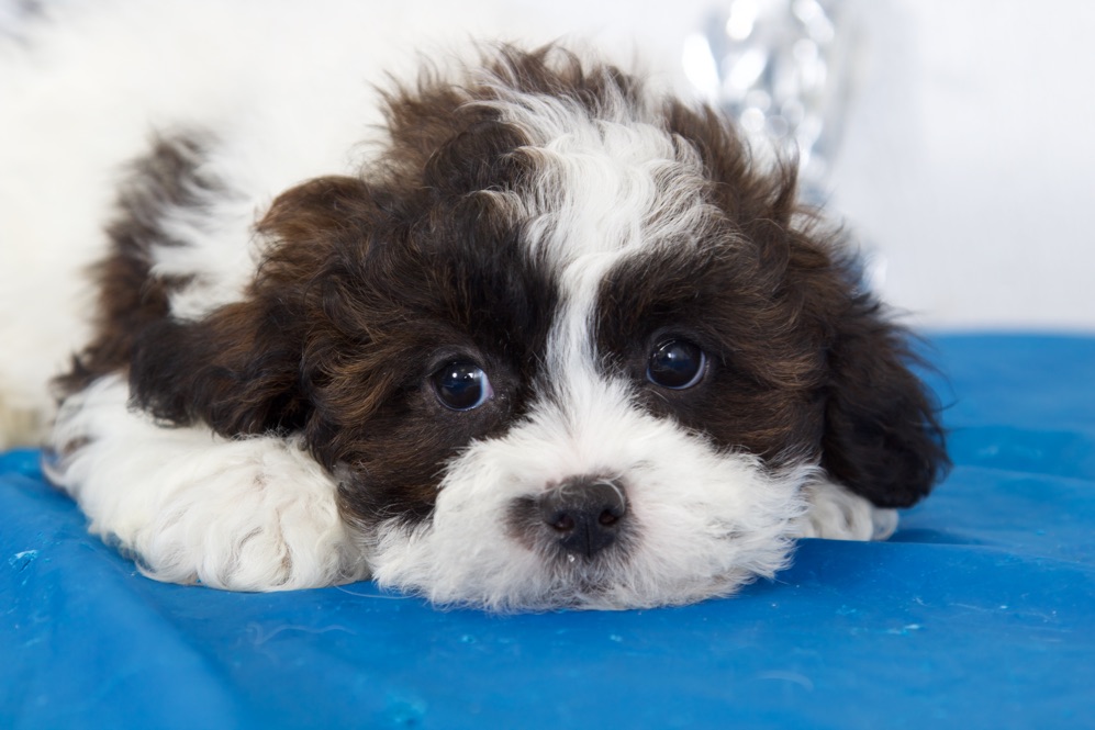 Ainsley - Stunning White/Black Male Shih-Poo Puppy - Puppies Online