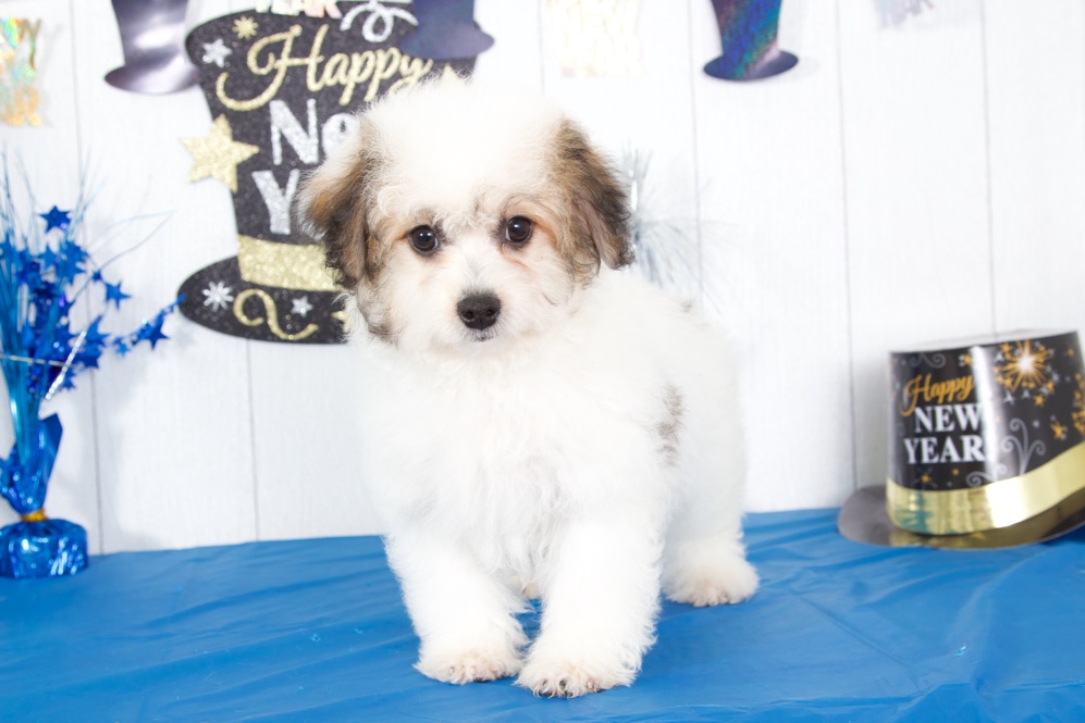 Available Puppies - Puppies Online