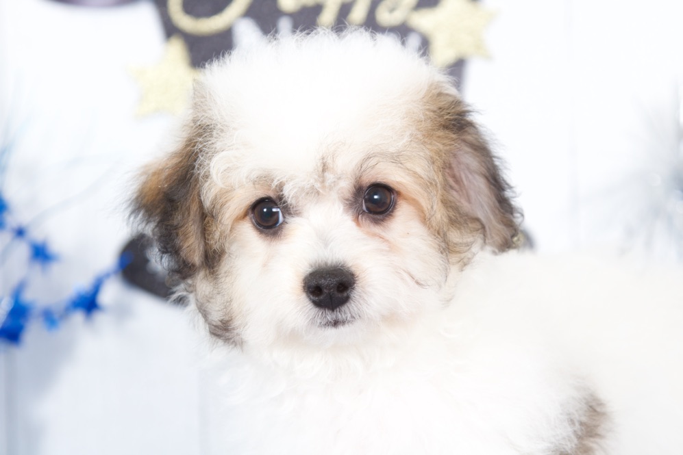 Available Puppies - Puppies Online