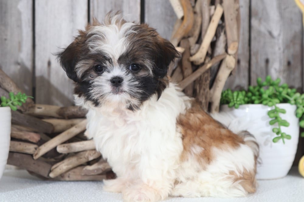 Angel - Darling IMPERIAL Shih Tzu - Puppies Online