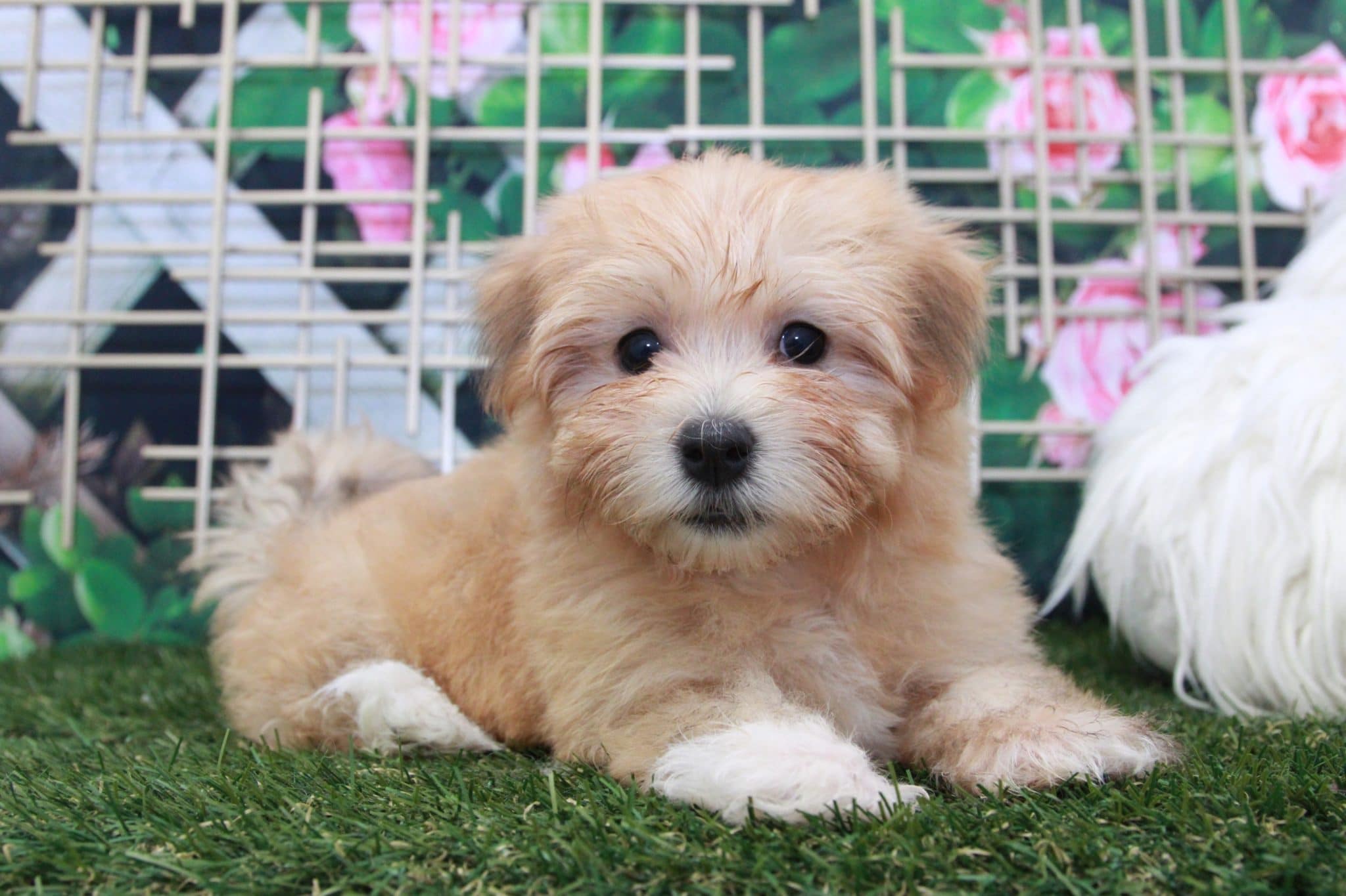 Apollo- Very Smart Little Havanese Puppy - Puppies Online