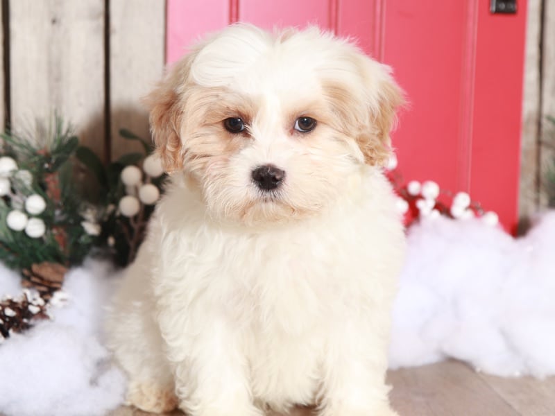 Available Puppies - Puppies Online