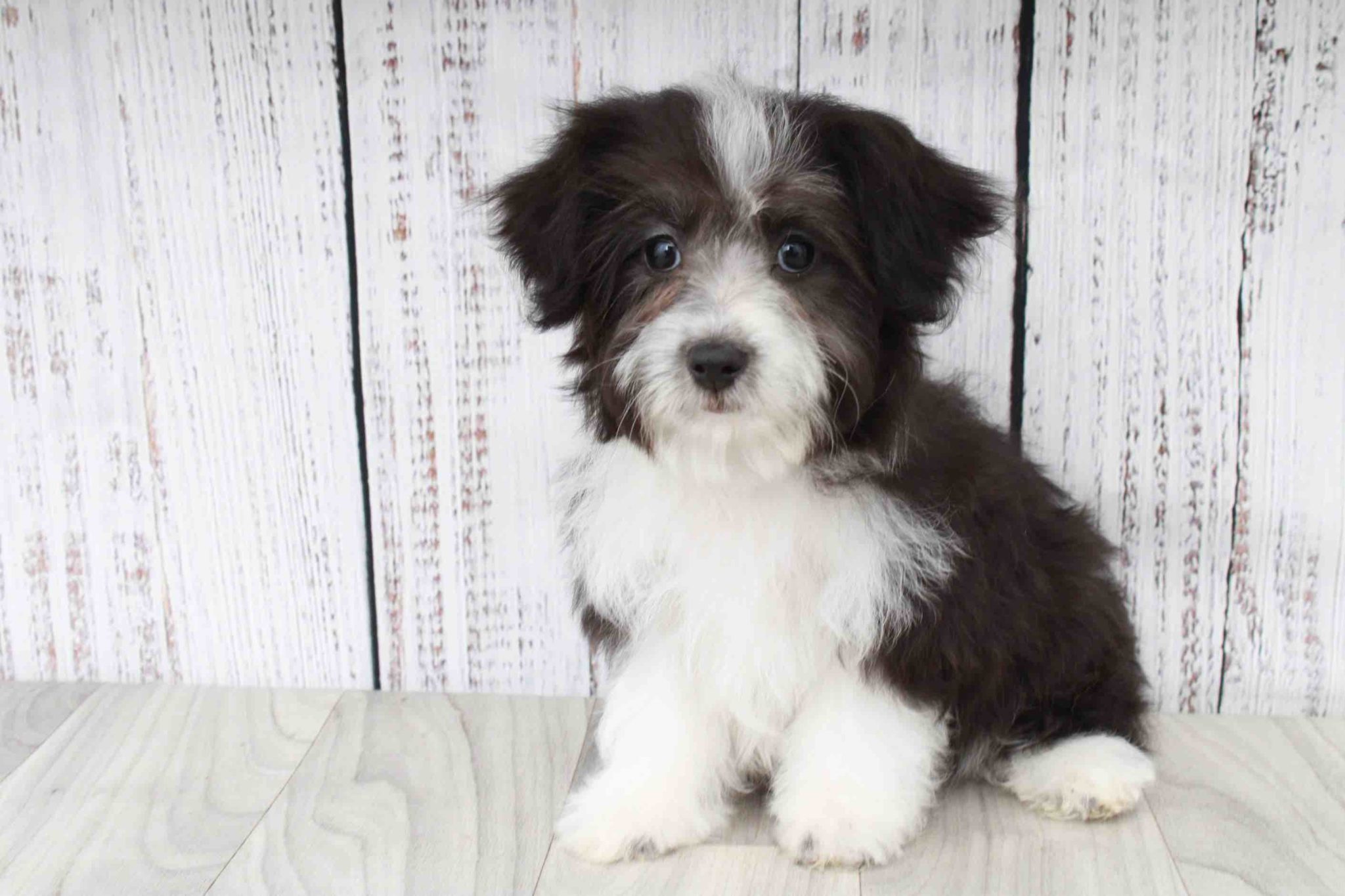 April - Wonderful Black Female Mini Aussie-Poo Puppy - Puppies Online