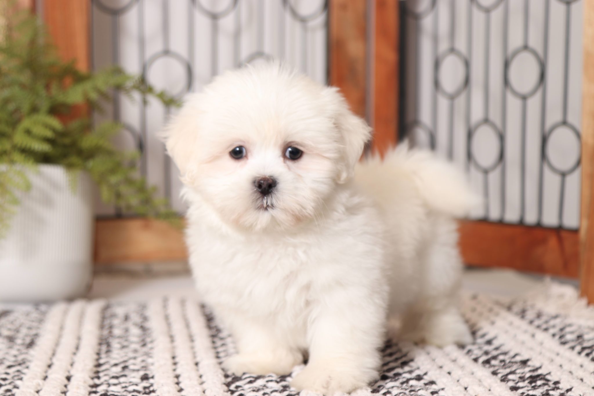Archie - Amazing Male Teddy Bear Puppy - Puppies Online