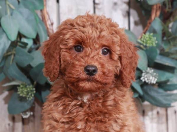 Puppies for Sale in Ohio and Nationwide | Puppies Online