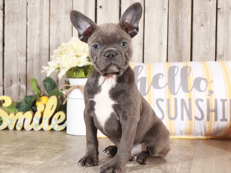 What Are Frenchton Puppies