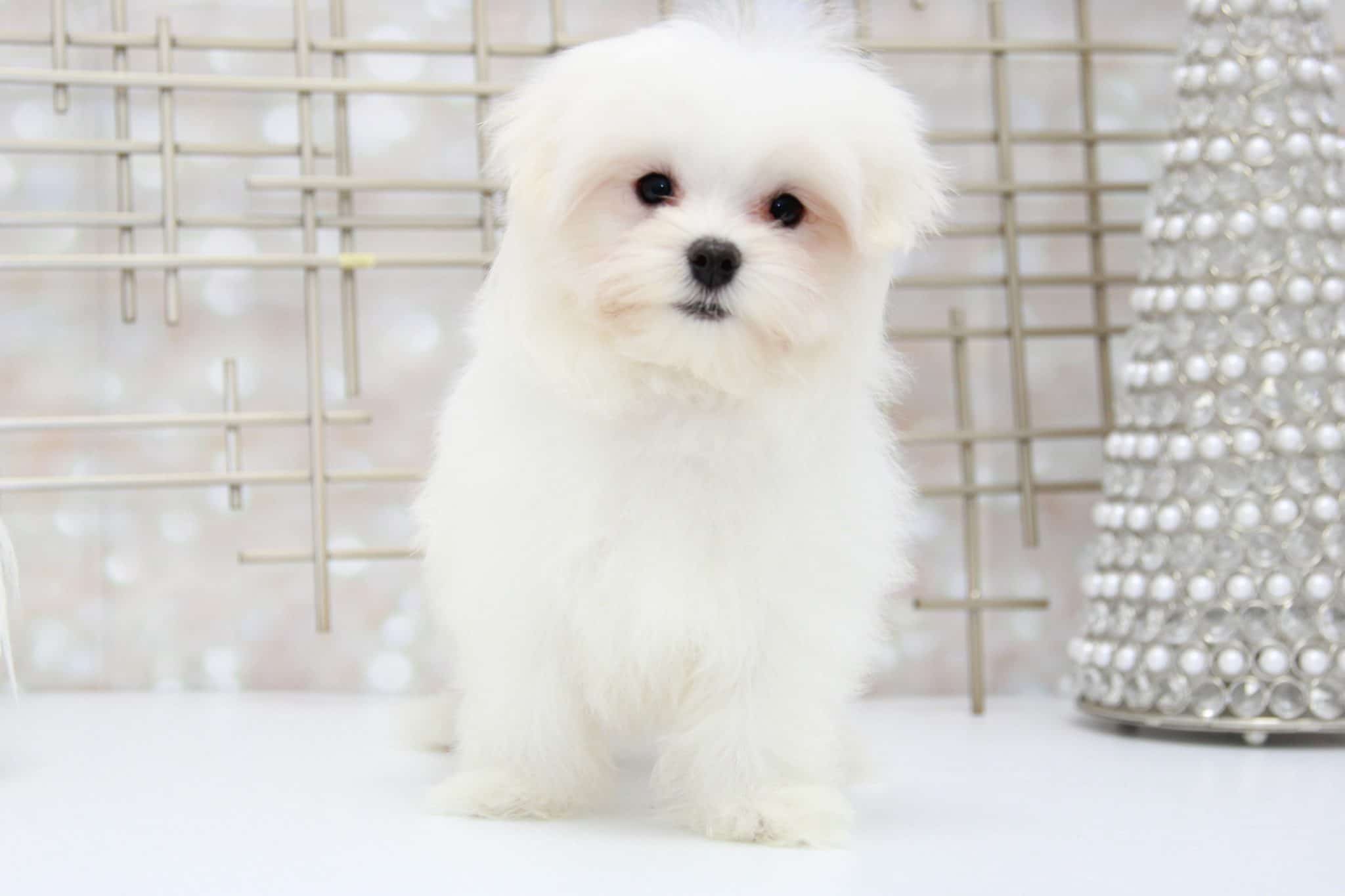 Astro- Awesome Little Male Maltese Puppy - Puppies Online