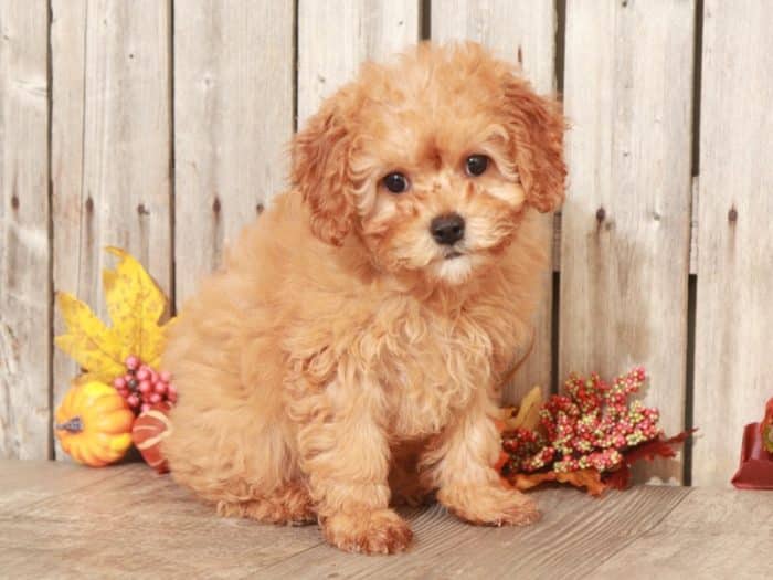 Cavapoo Puppies for Sale | Puppies Online, OH