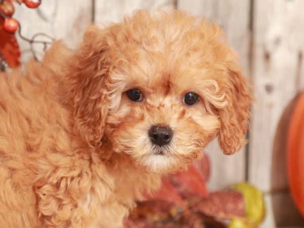 Puppies for Sale in Ohio and Nationwide | Puppies Online