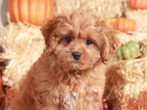 Puppies for Sale in Ohio and Nationwide | Puppies Online