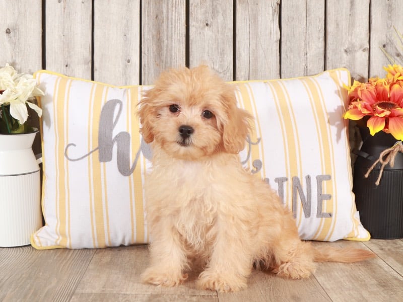 Avery - Jolly Shih Poo - Puppies Online