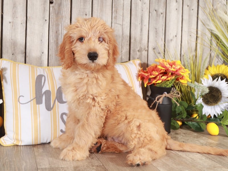 Axle - Precious Mini Goldendoodle (Rescue) - Puppies Online