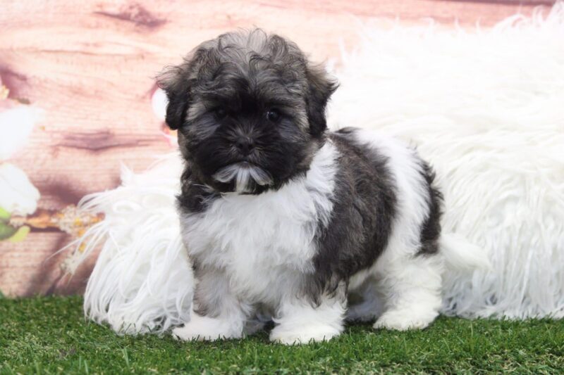 Bailey - Cuddly Female Teddy Bear Puppy - Puppies Online