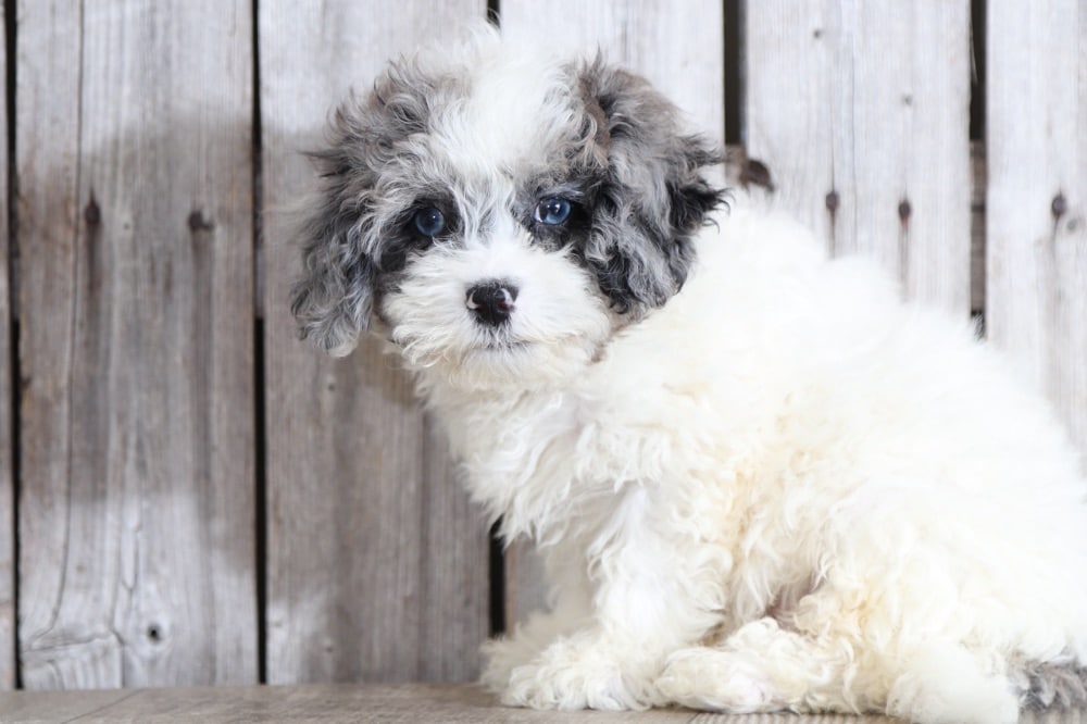 Bailey - Darling Blue-eyed Shih Poo - Puppies Online