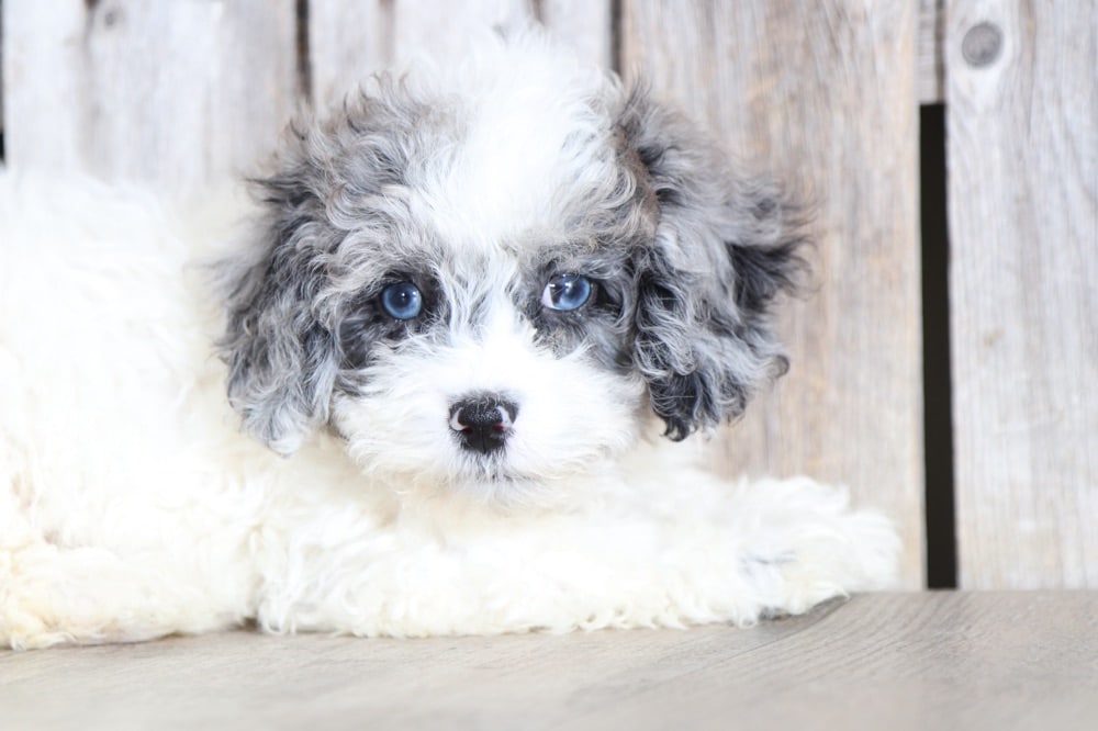 Bailey - Darling Blue-eyed Shih Poo - Puppies Online