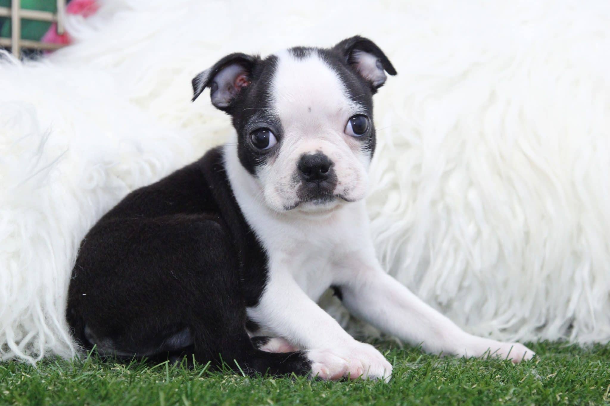 Baja - Adventurous Male Boston Terrier Puppy - Puppies Online