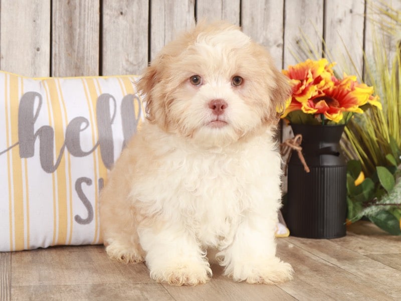Teddy Bear Shichon Puppies for Sale | Puppies Online, OH