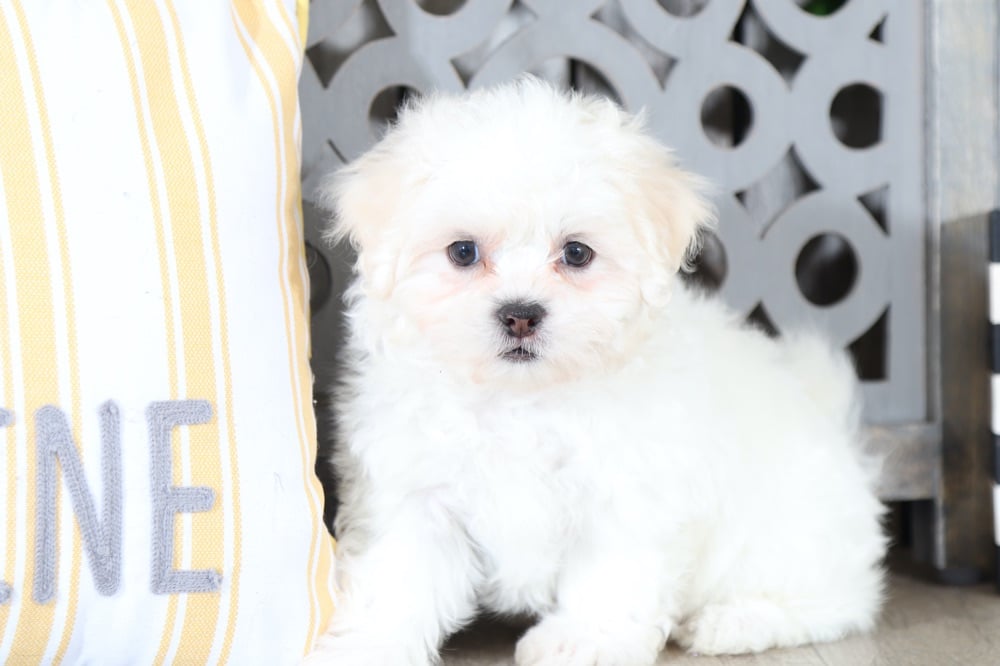 Bandit - Perfect Teddy Bear - Puppies Online