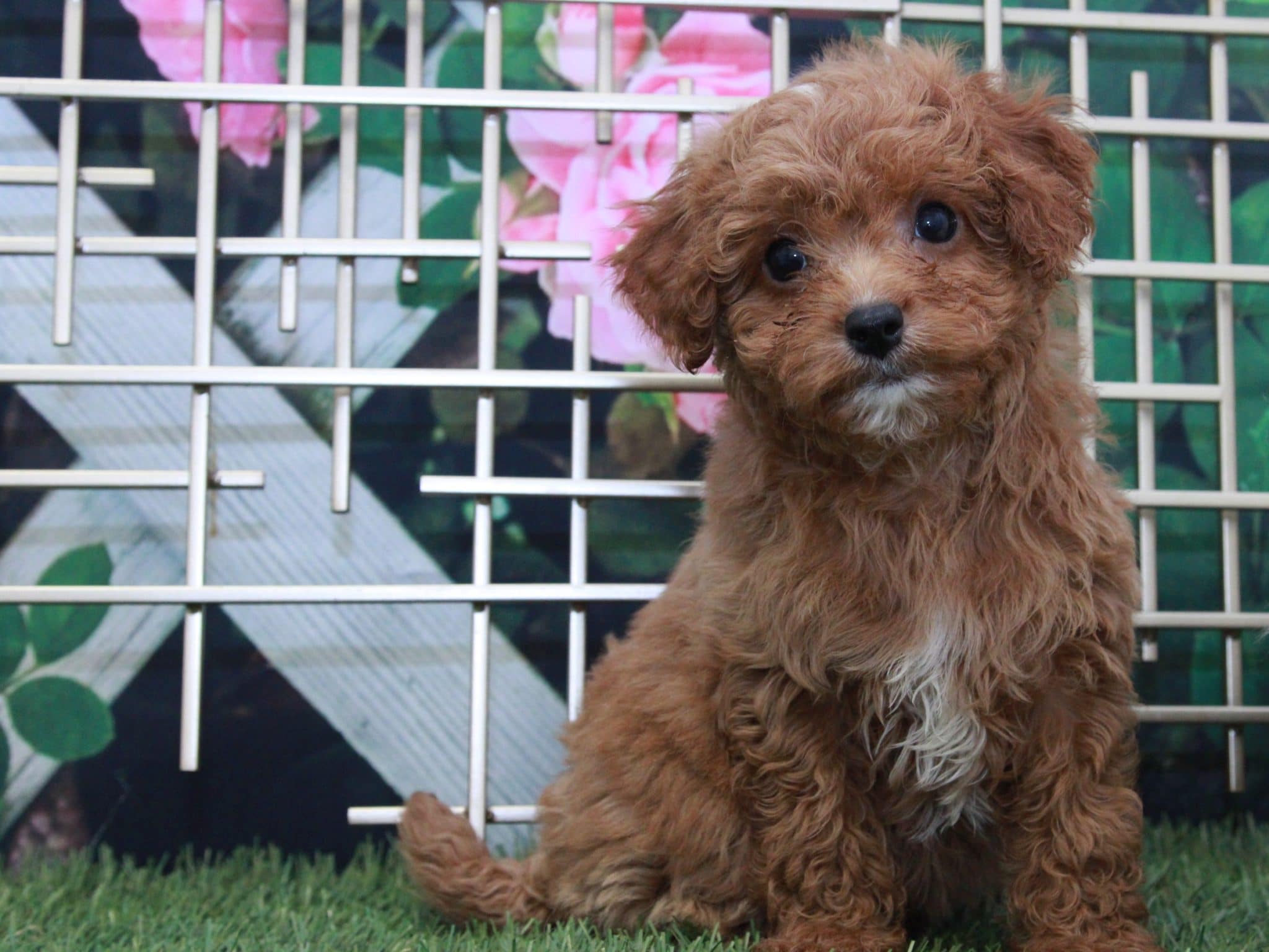 Bean- Lovable Female Cavapoo Puppy - Puppies Online