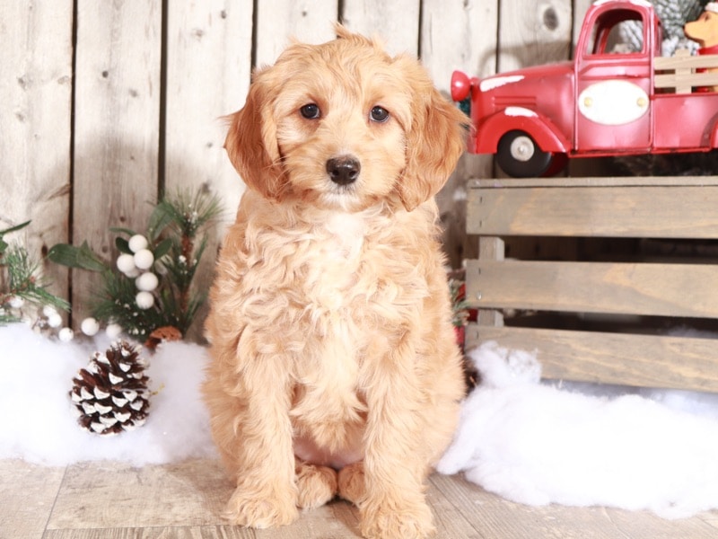 Berry - Lovely Mini Aussie Poo - Puppies Online