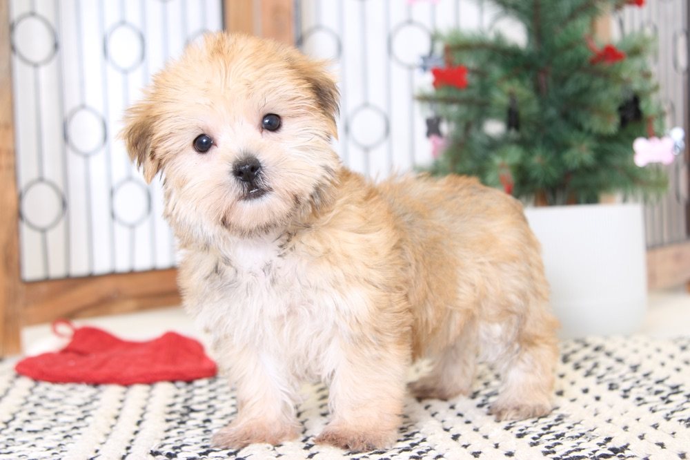 Beth- Cute Female Shorkie Puppy - Puppies Online