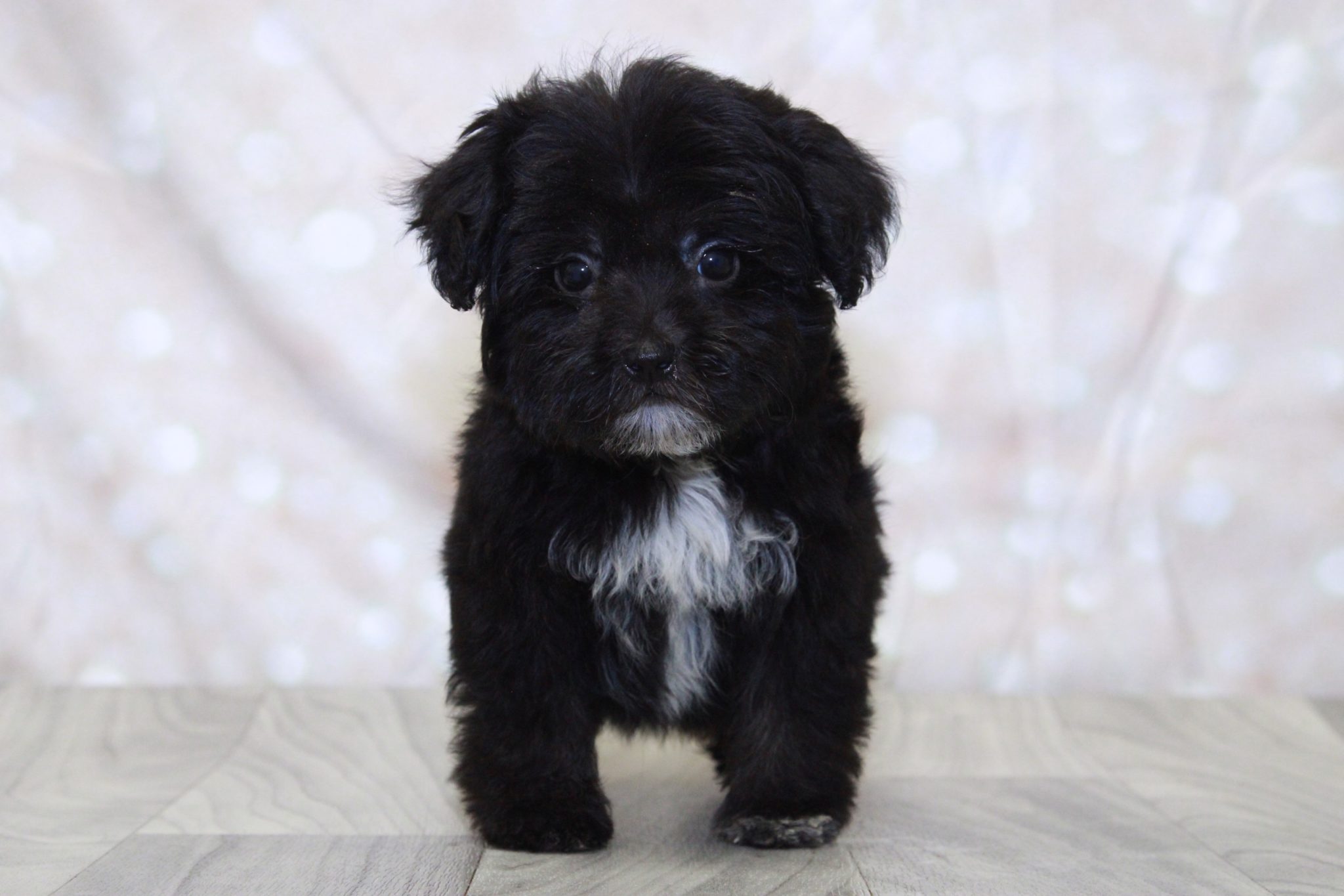 Bindi - Gorgeous F1B Female Teacup Shih-Poo Puppy - Puppies Online