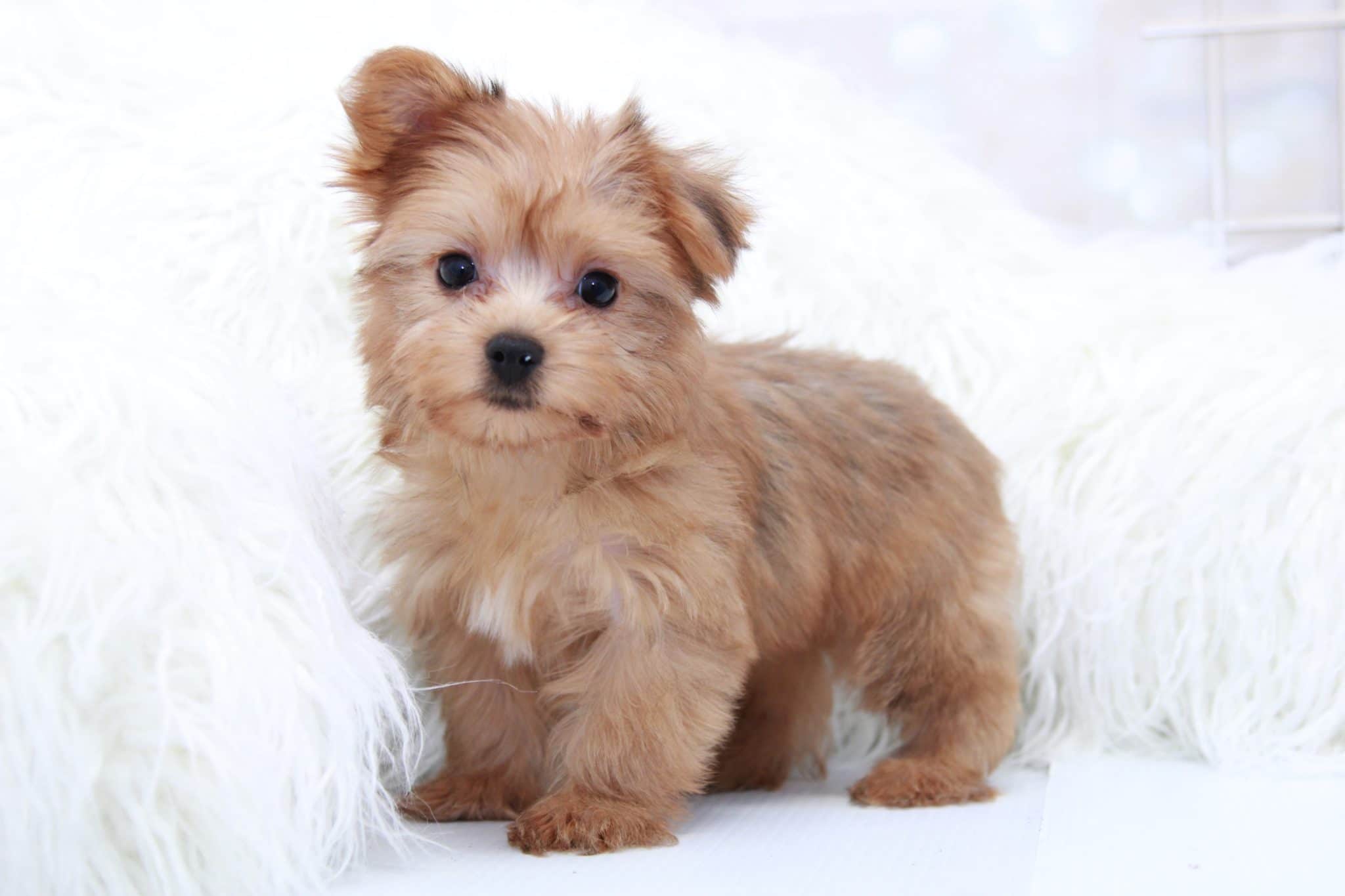 Birdie- Gorgeous Female Morkie Puppy - Puppies Online