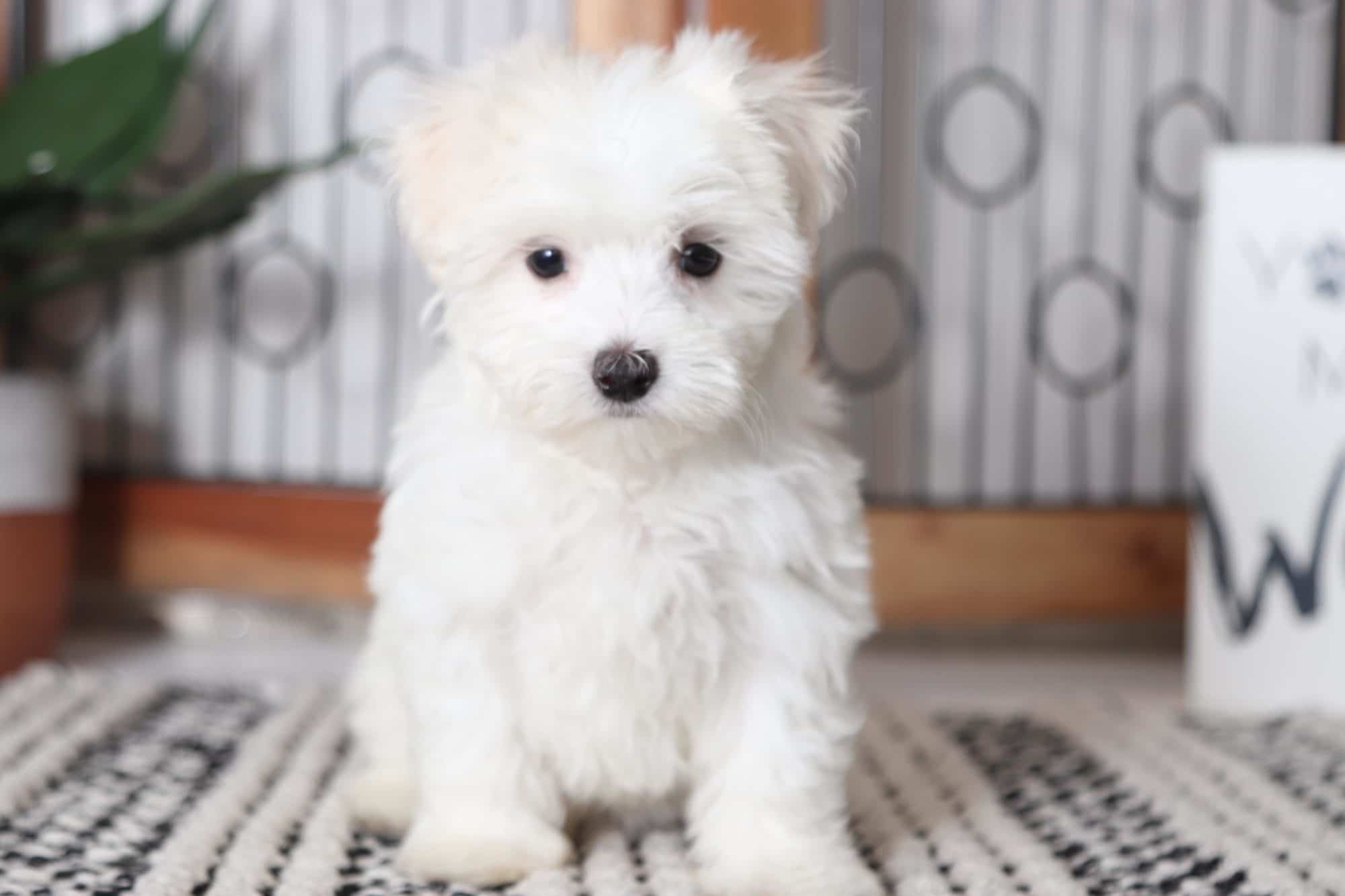 Blake- Adorable Male ACA Maltese Puppy - Puppies Online