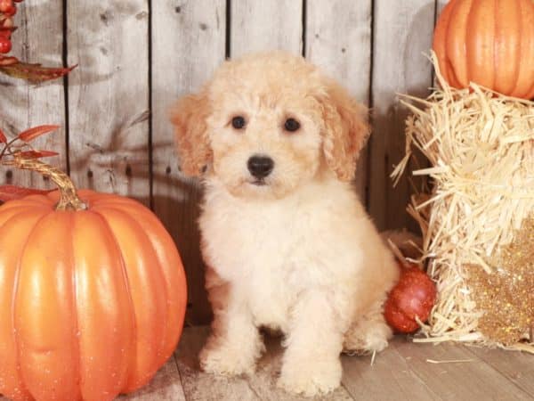Puppies for Sale in Ohio and Nationwide | Puppies Online