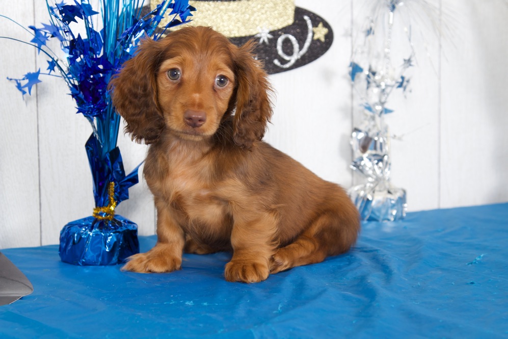 Blueberry - Darling, Dapple, Dachshund - Puppies Online