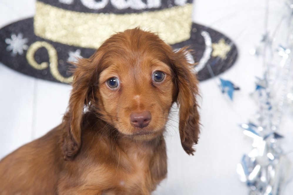 Blueberry - Darling, Dapple, Dachshund - Puppies Online