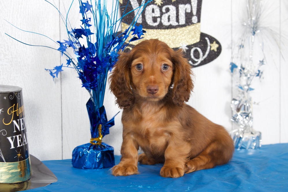 Blueberry - Darling, Dapple, Dachshund - Puppies Online