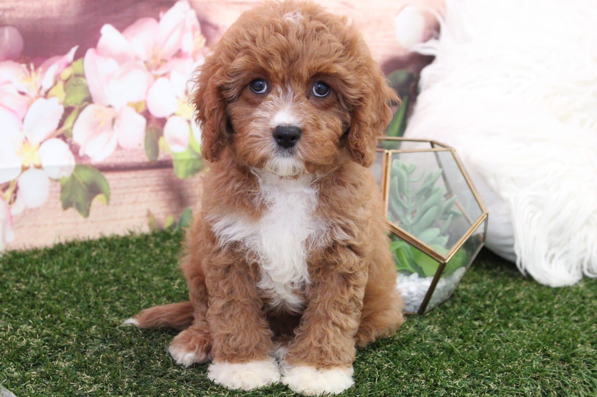 Brownie - Perfect Male Cava-Poo Puppy - Puppies Online