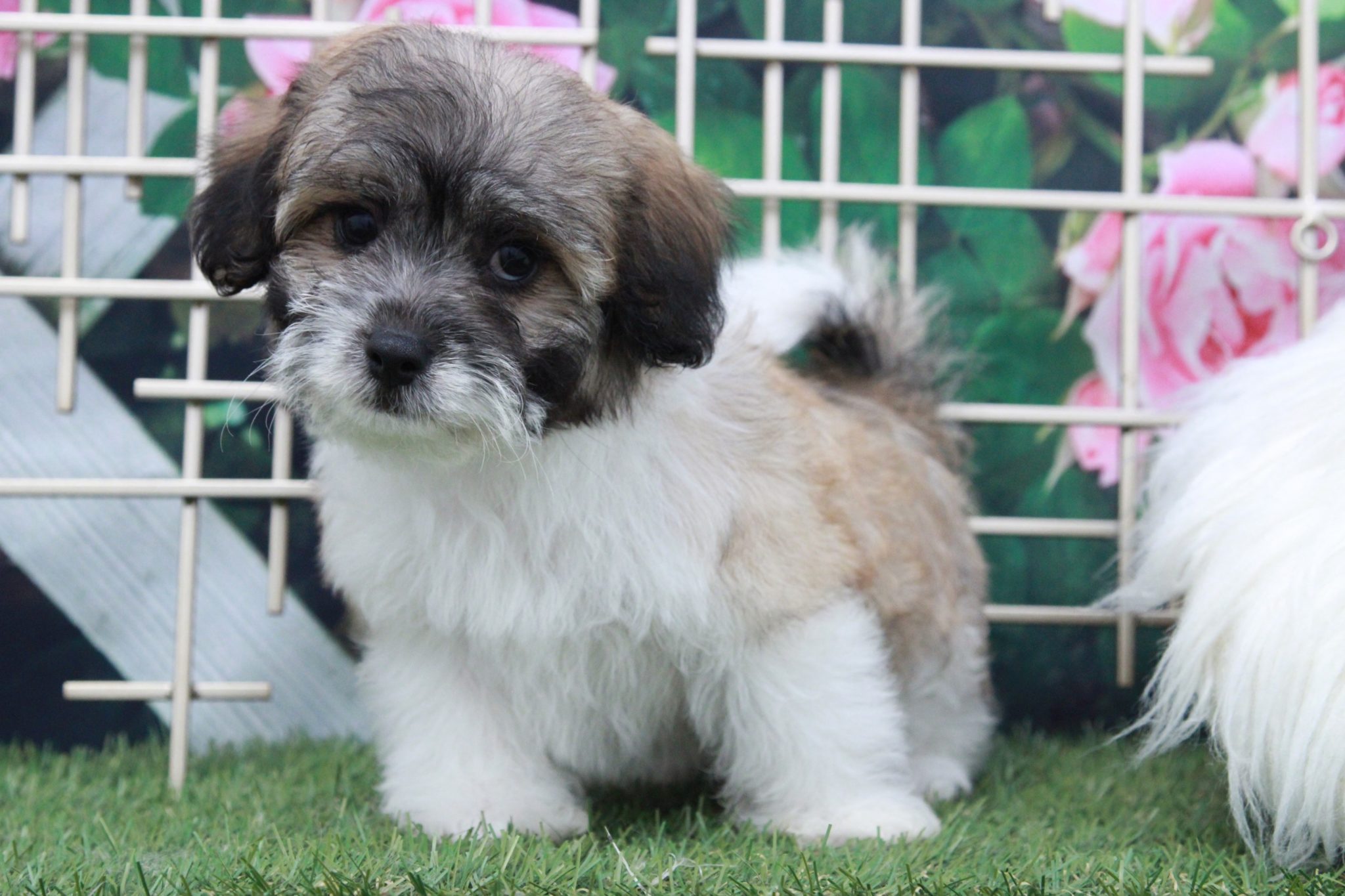 Buddy - Handsome Male Teddy Bear Puppy - Puppies Online