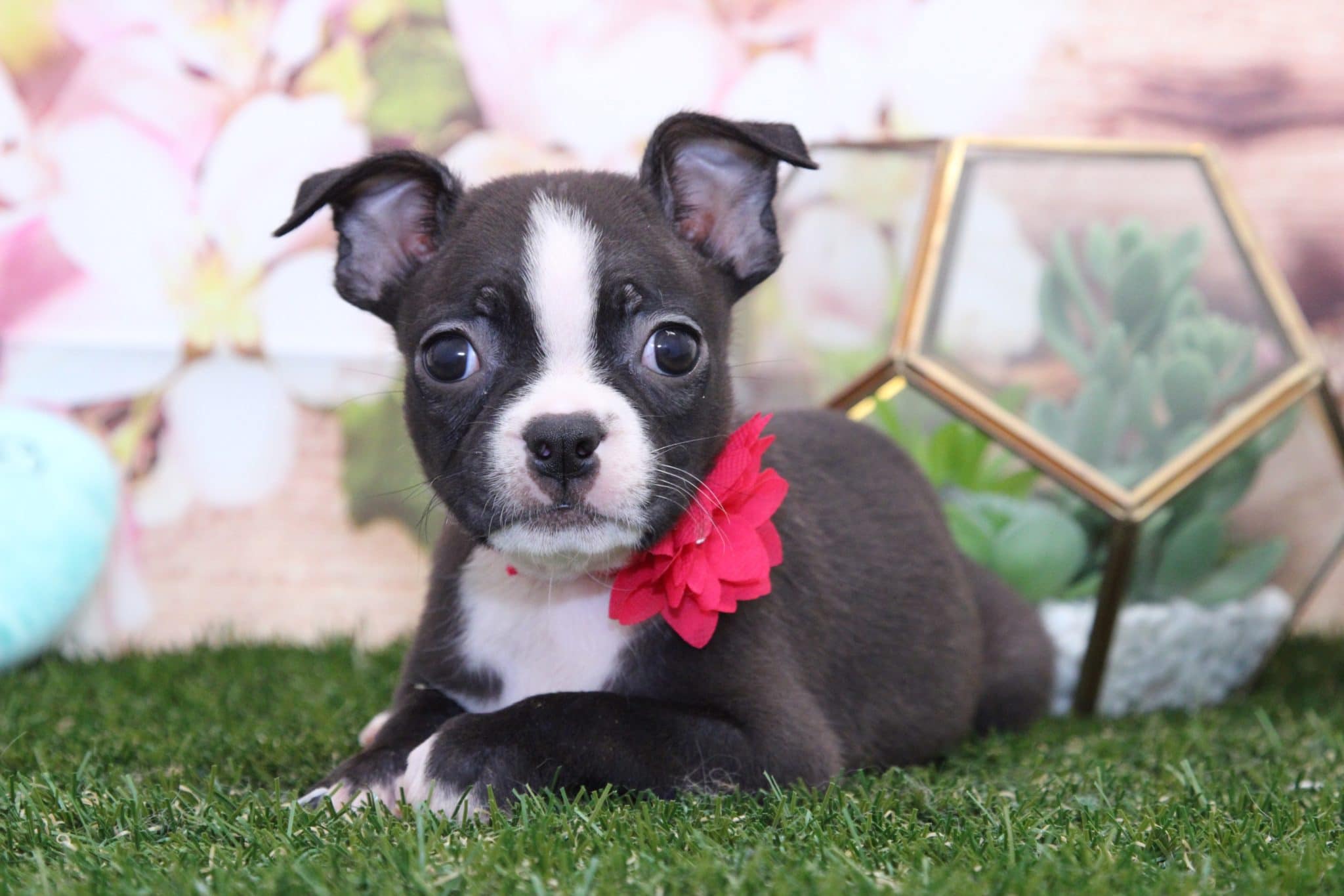 Cali- Perfect Female Boston Terrier Puppy - Puppies Online