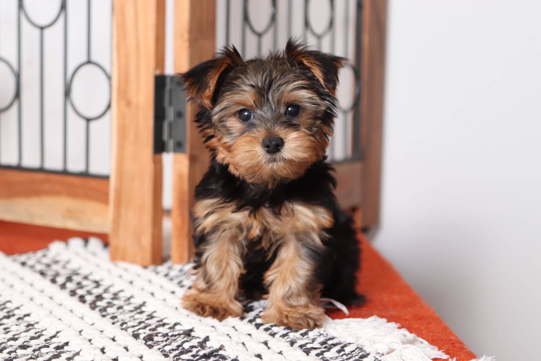 Cash - Handsome Little ACA Male Yorkie Puppy - Puppies Online