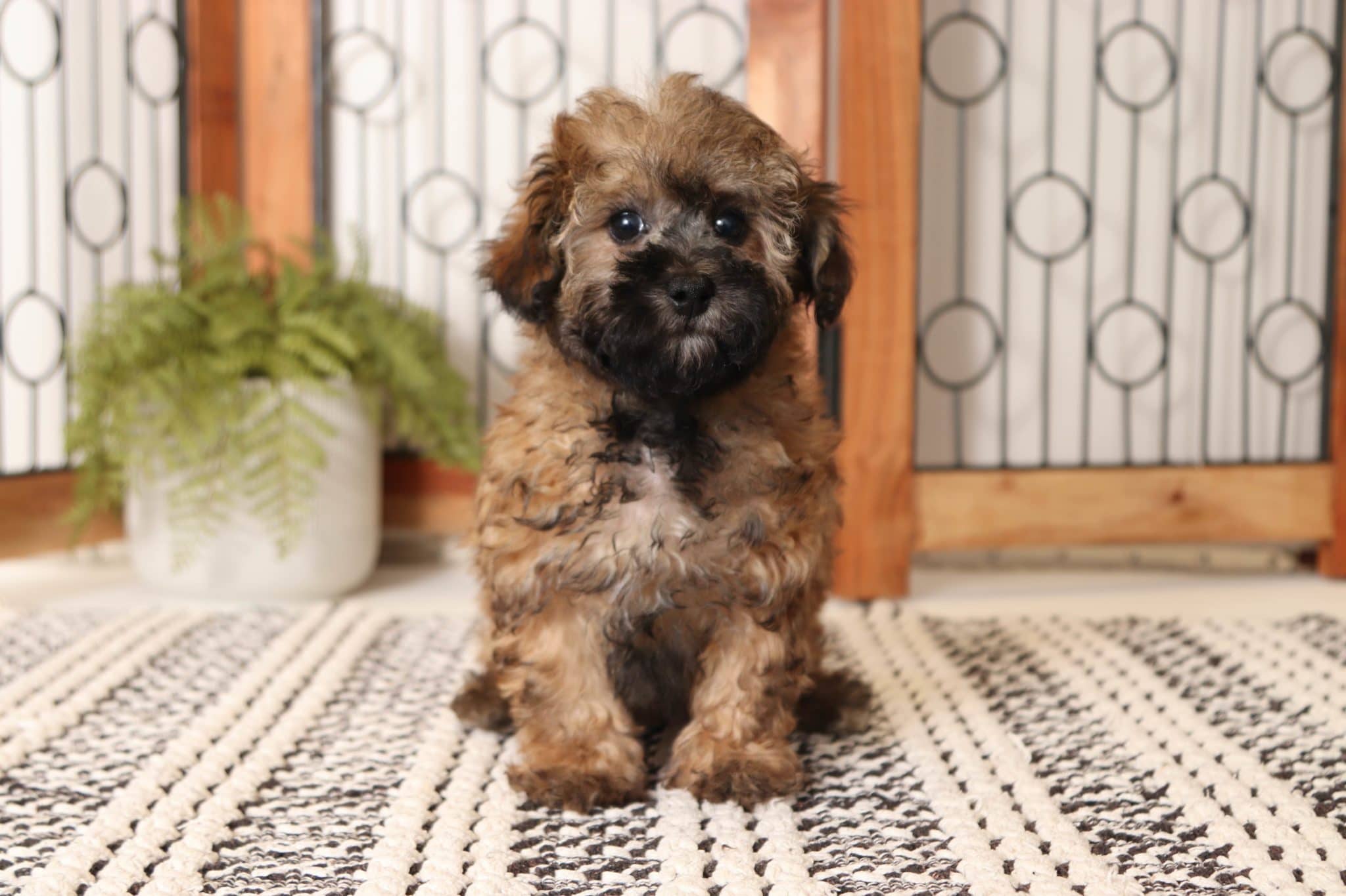 Casper - Handsome Little ACA Male Poodle Puppy - Puppies Online