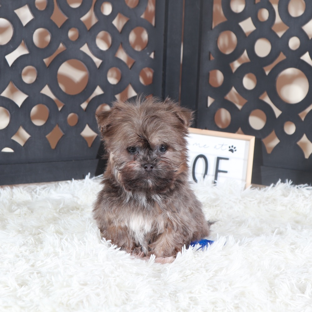Charlie- Precious Little Male Havanese - Puppies Online