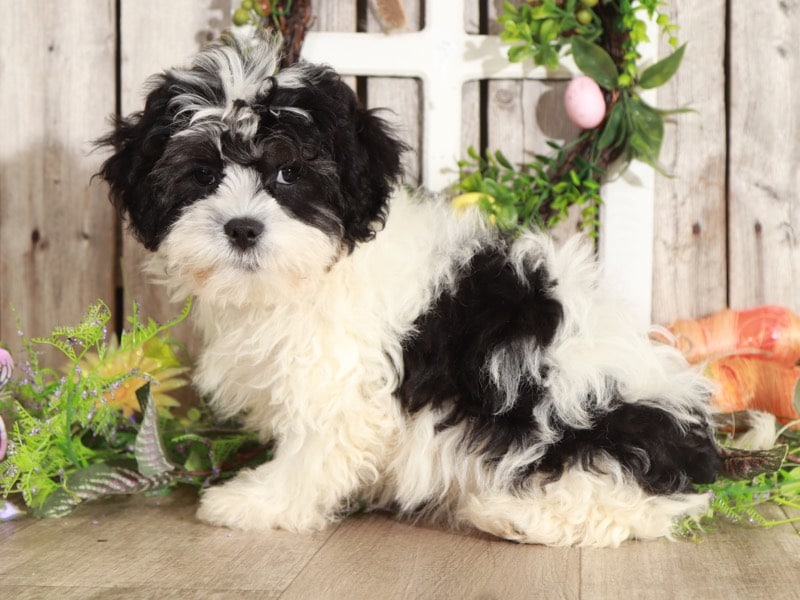 Cheeto- Soft, Precious, Teddy Bear - Puppies Online