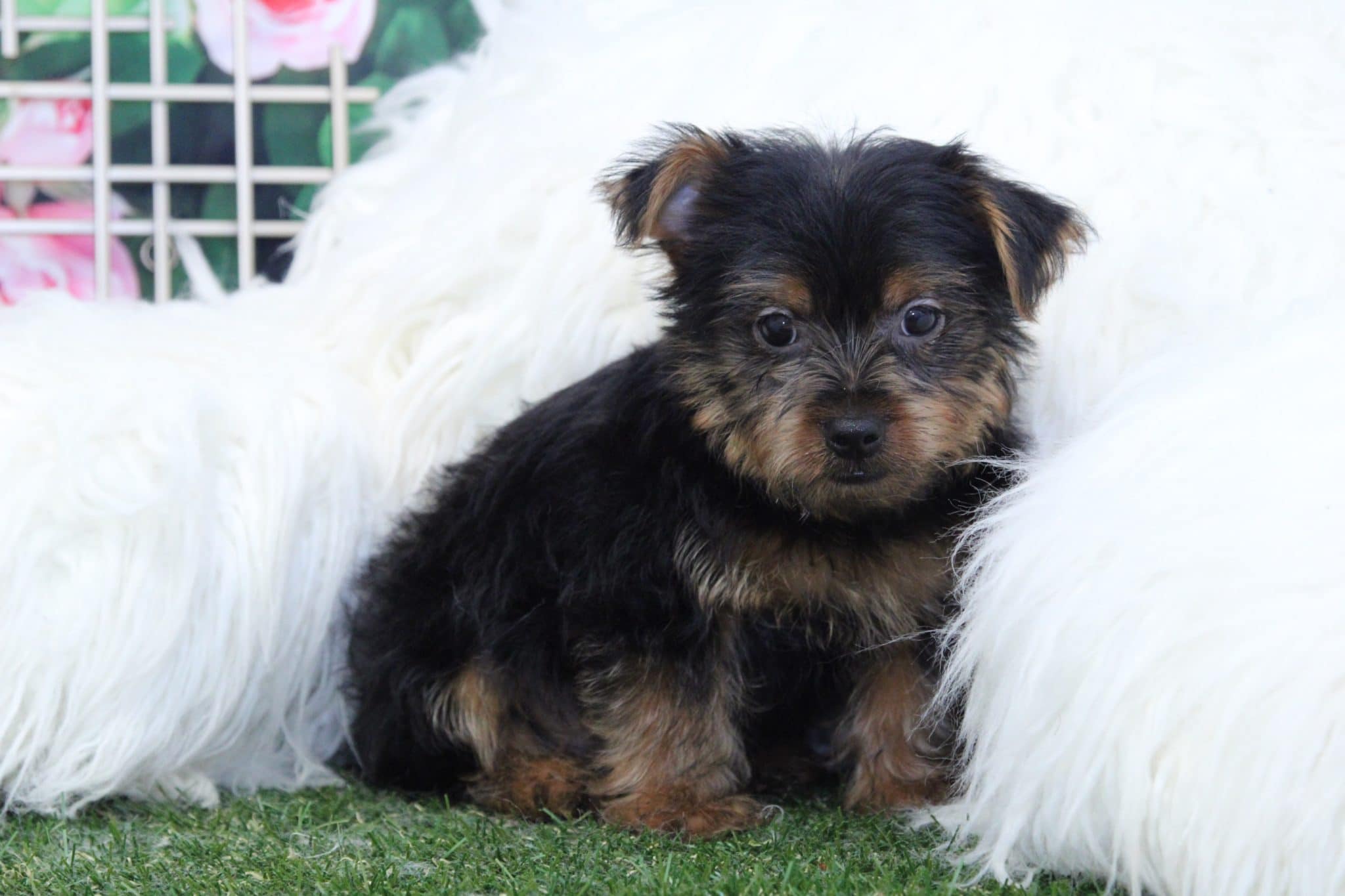 Chip - Good Looking Male Yorkie Puppy - Puppies Online