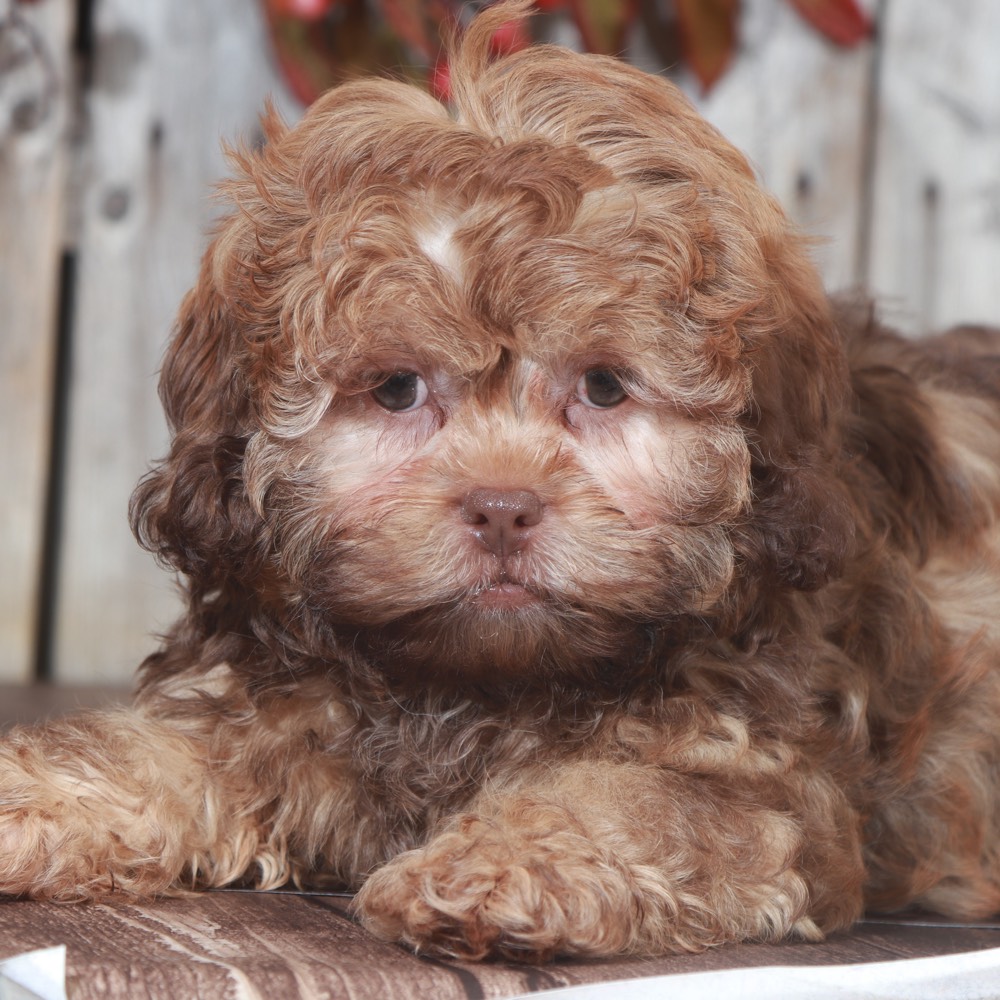 Choco - Adorable Shih Poo - Puppies Online