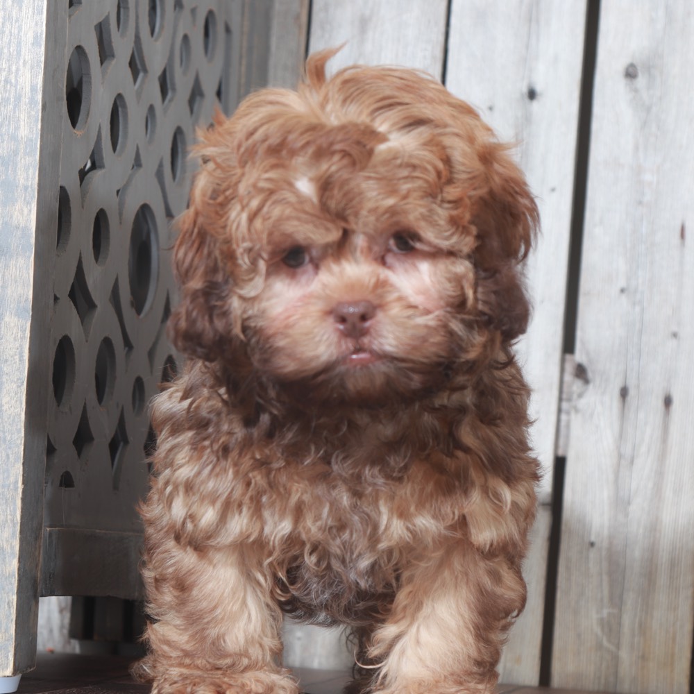 Choco - Adorable Shih Poo - Puppies Online