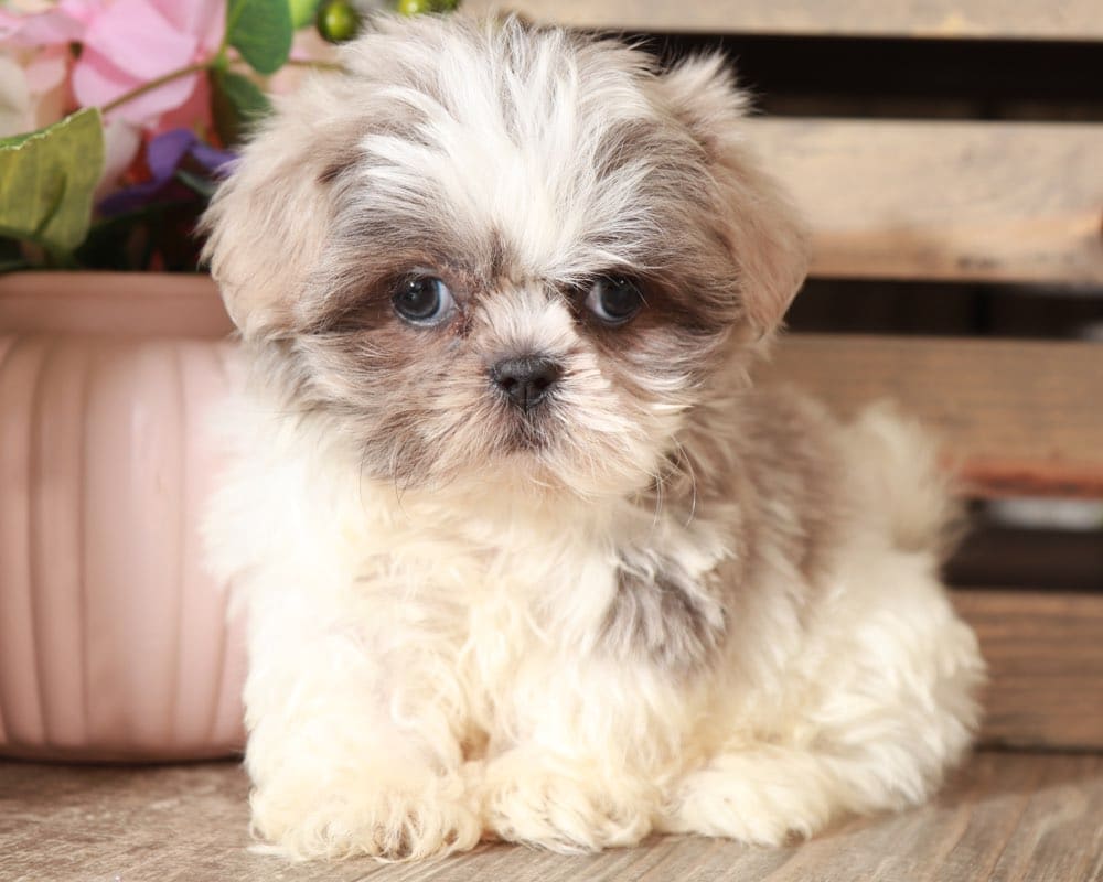 Colby - Perfect Blue/Lavender, Imperial, Shih Tzu - Puppies Online