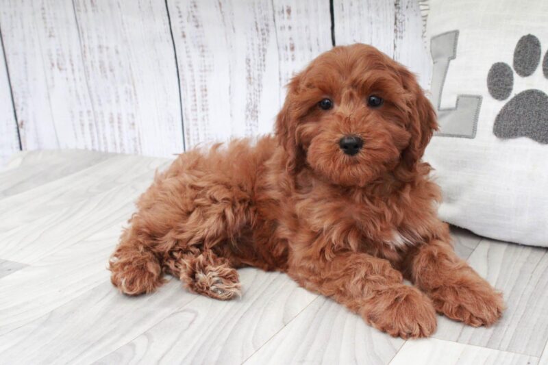 Connie- Fun Red F1B Female Cavapoo Puppy - Puppies Online