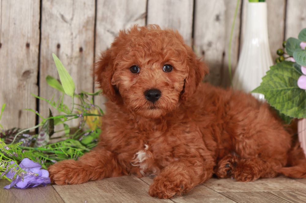 Copper - Handsome Mini Goldendoodle - Puppies Online