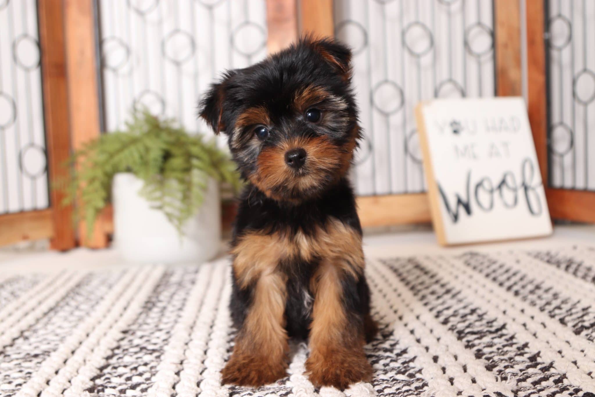 Daisy - Loving Little ICA Female Yorkie - Puppies Online