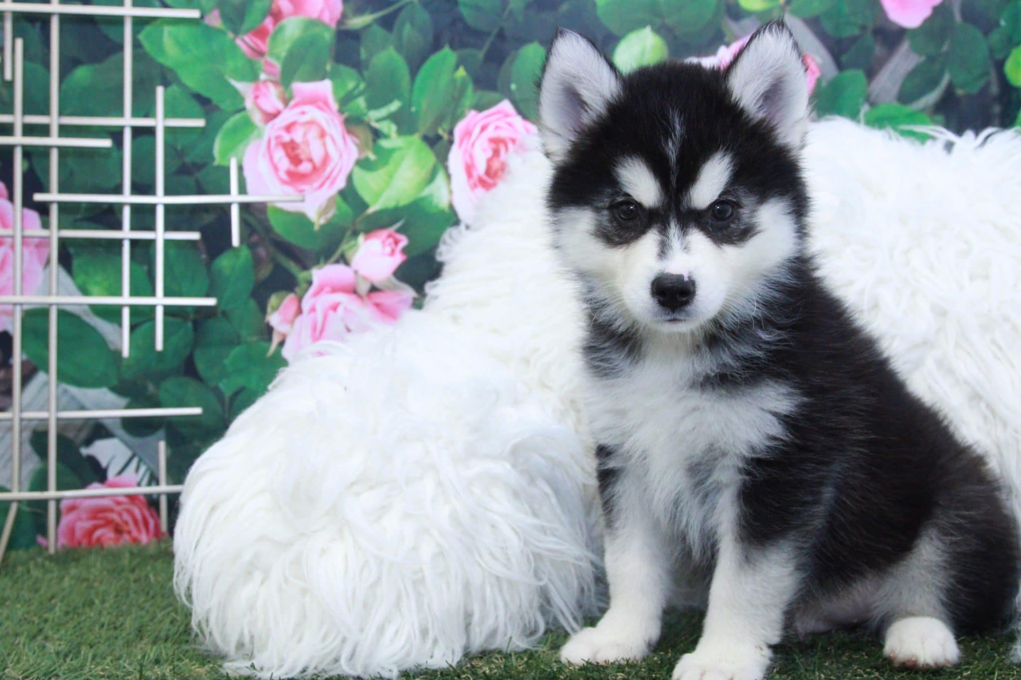 Dakota- Handsome Male Pomsky Puppy - Puppies Online