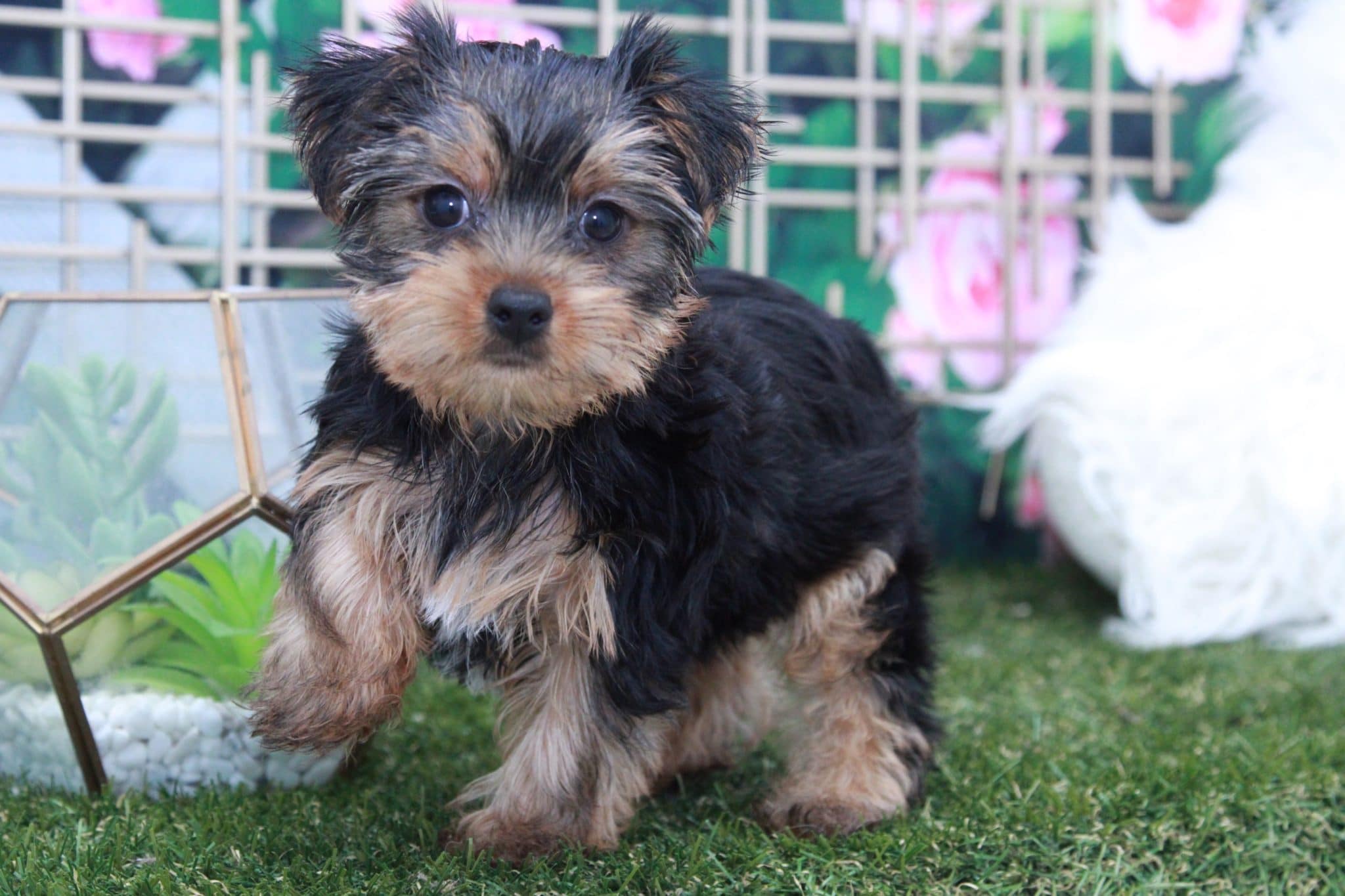 Darla - Gorgeous Female Yorkie Puppy - Puppies Online