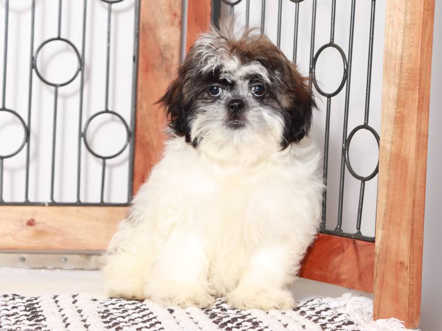 Darryl- Dapper Little Male AKC Shih Tzu Puppy For Sale - Puppies Online