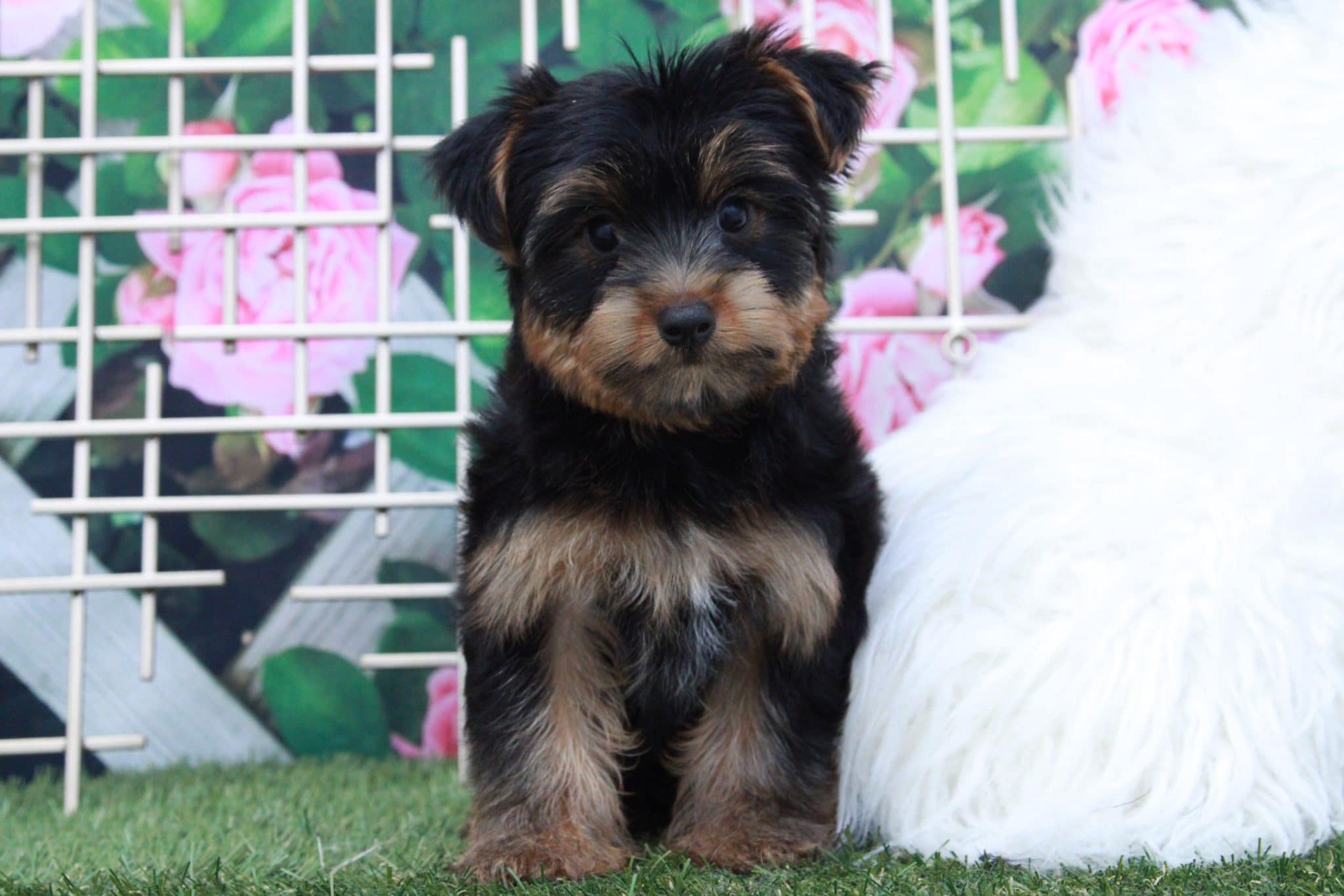 Dean - Cuddly Male Yorkie Puppy - Puppies Online
